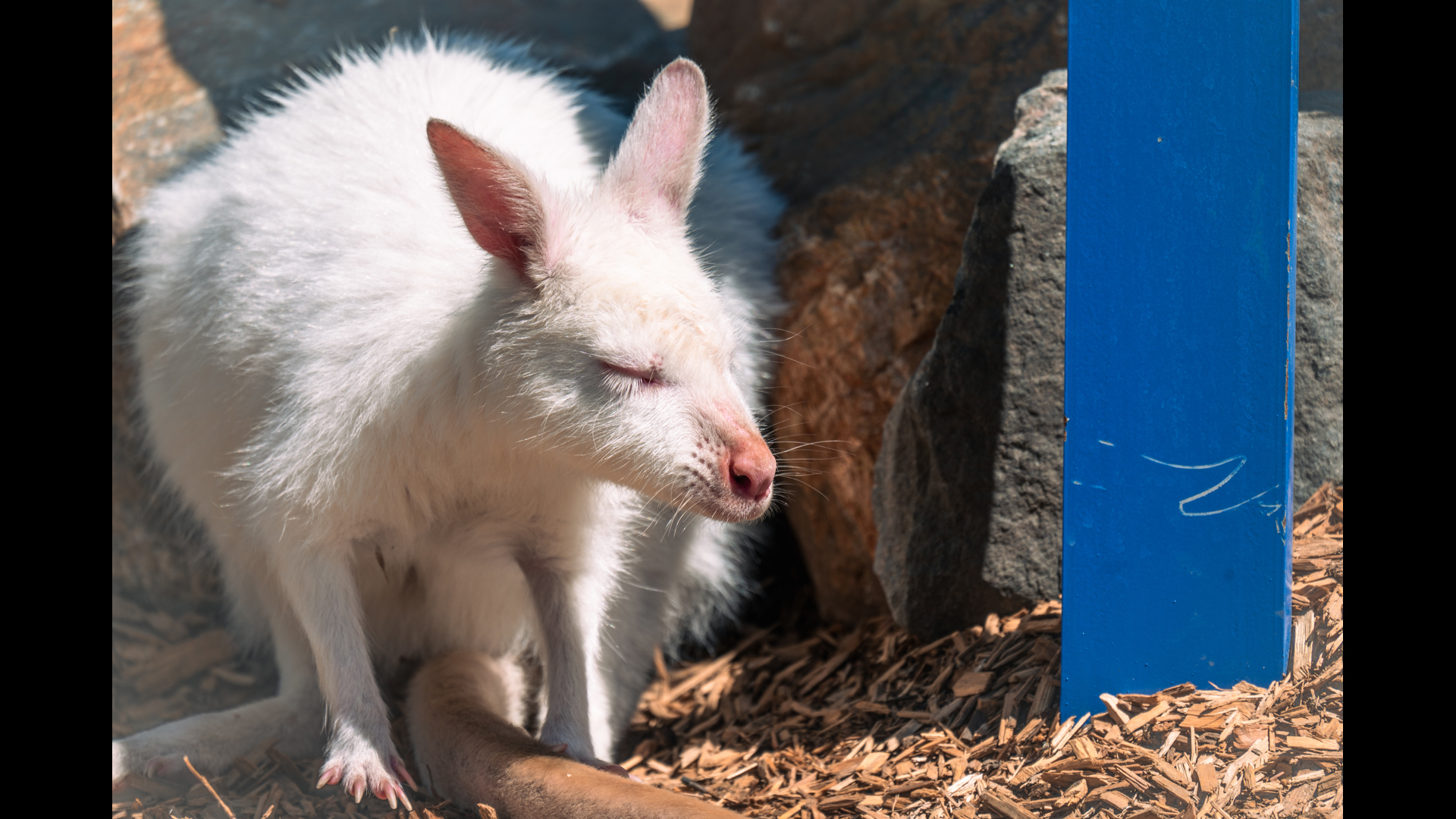 Denver Zoo opens new 'Down Under' animal habitat | 9news.com