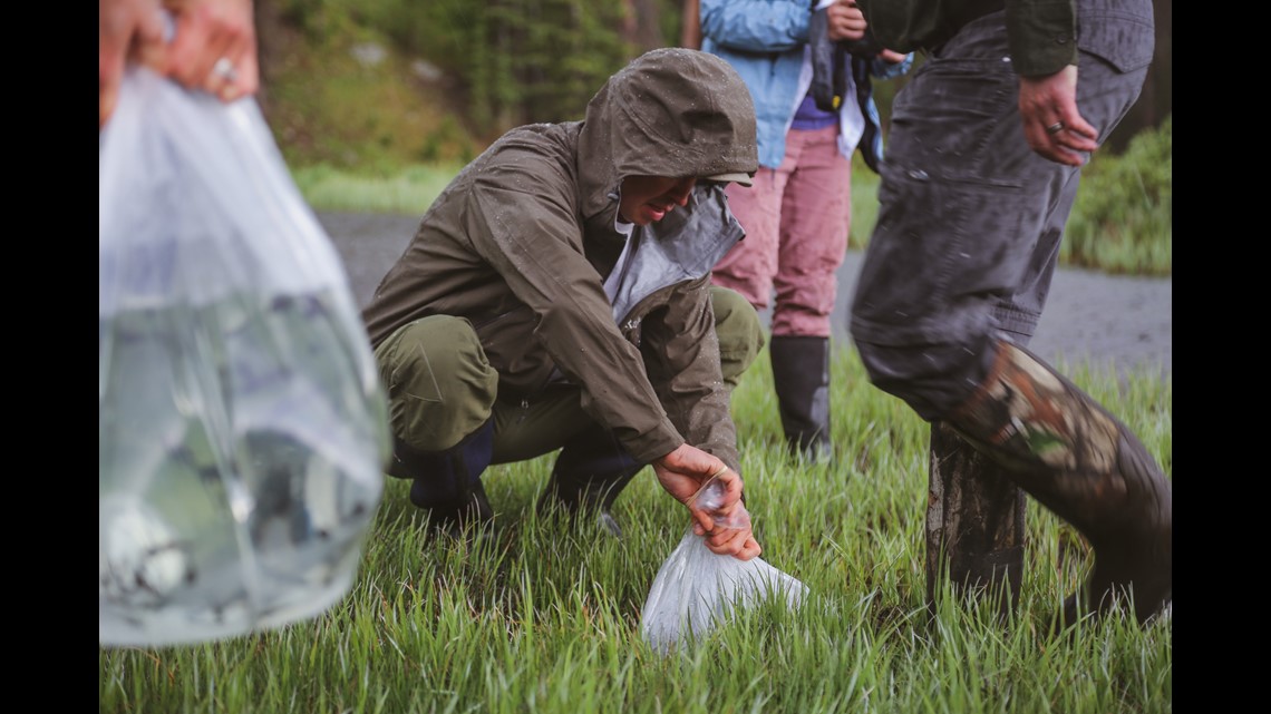 Endangered boreal toad tadpoles released into wild by Denver Zoo ...