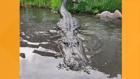 Morris the Alligator from 'Happy Gilmore' dies at 80 in Colorado ...
