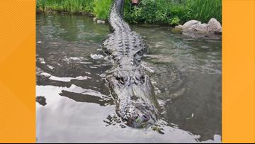 Morris the Alligator from 'Happy Gilmore' dies at 80 in Colorado ...