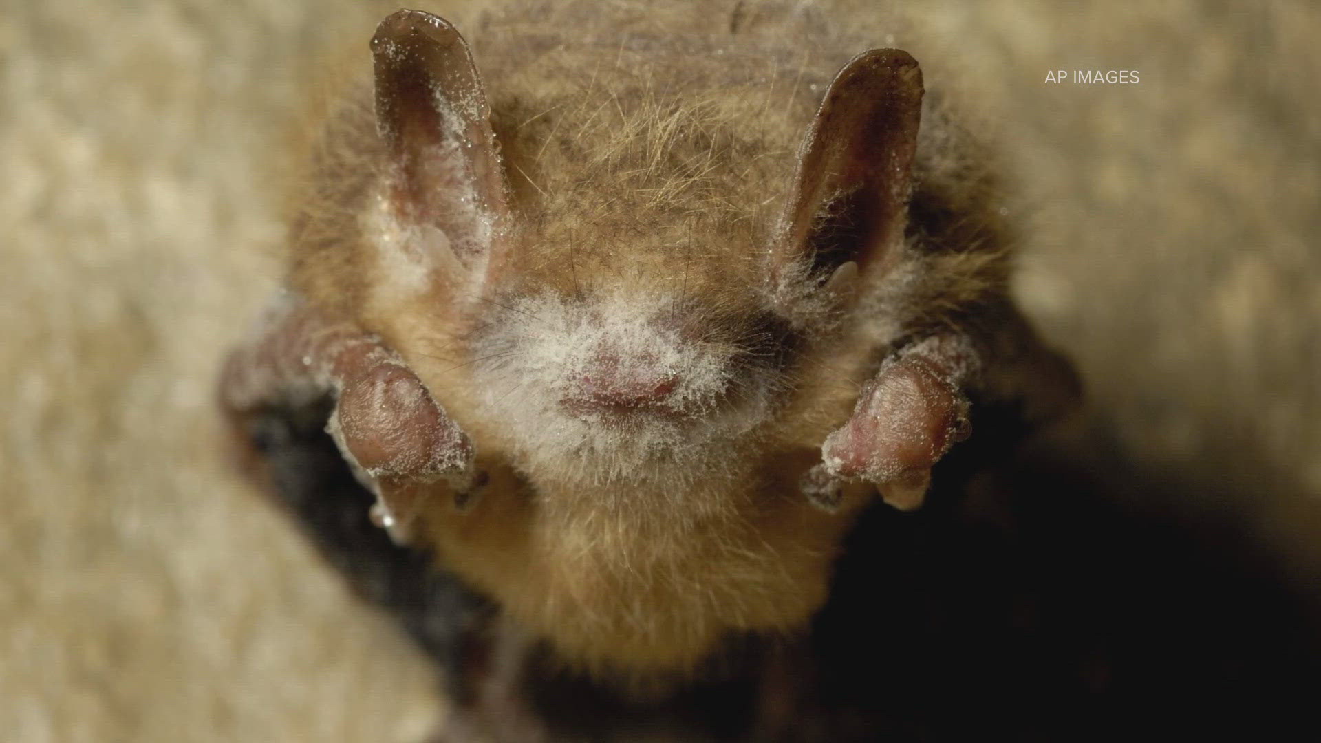 Bats in Colorado national park test positive for fatal bat disease ...