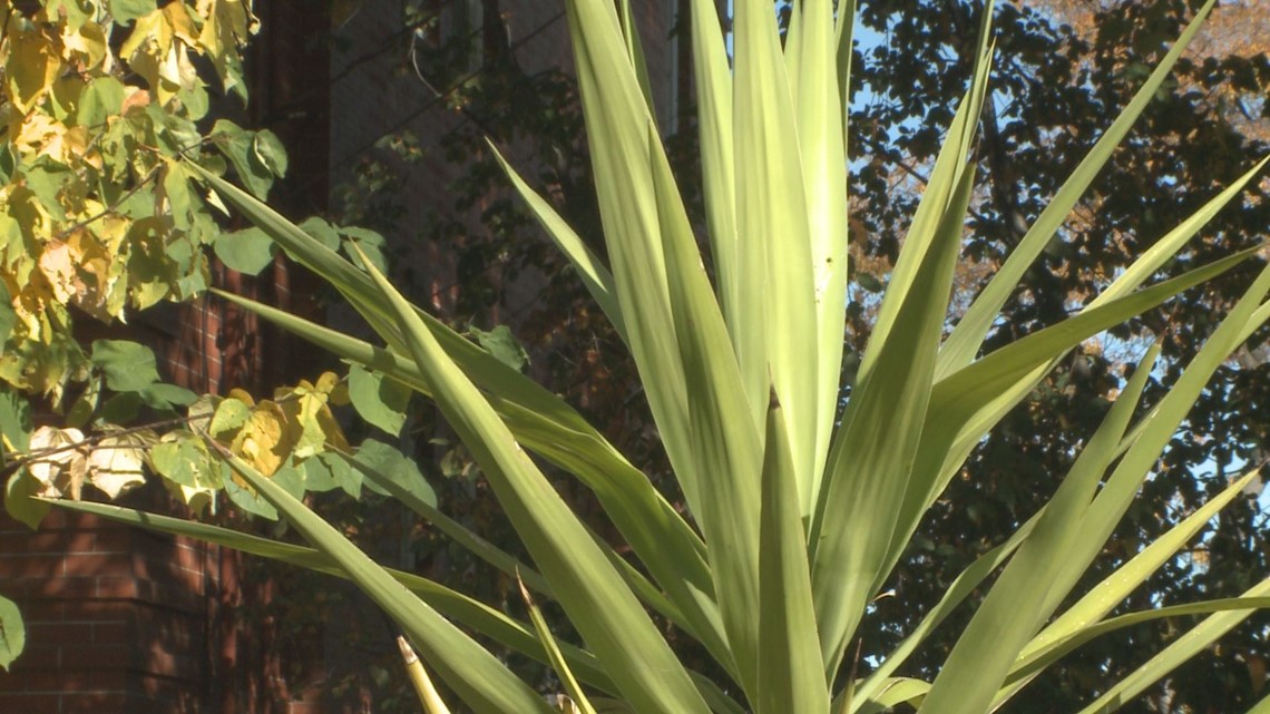 Proctor's Garden: Late fall tasks | 9news.com