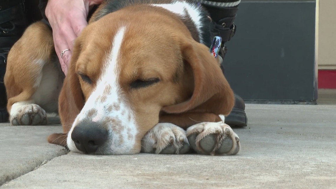 More than 1,500 beagles transferred to rescue organizations across US ...