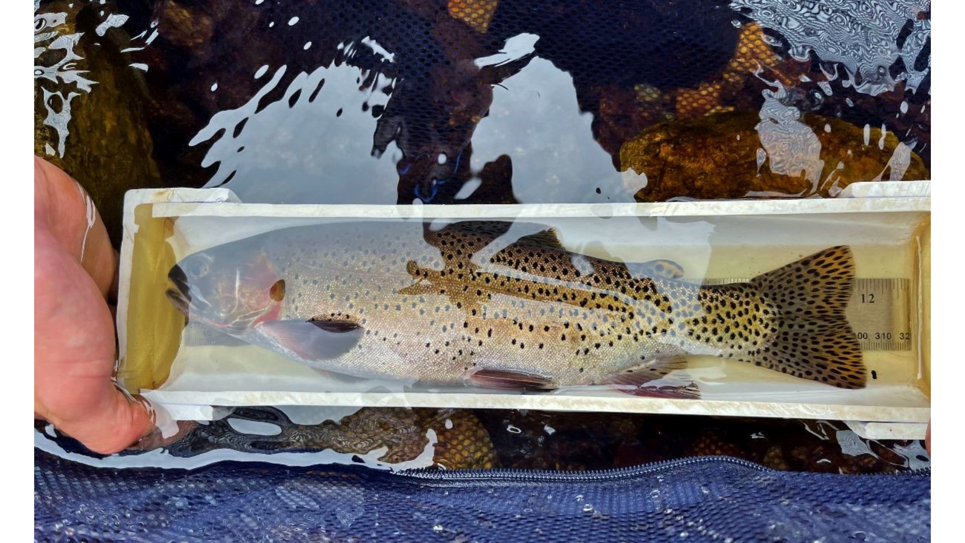 Greenback cutthroat trout naturally reproducing in Herman Gulch | 9news.com