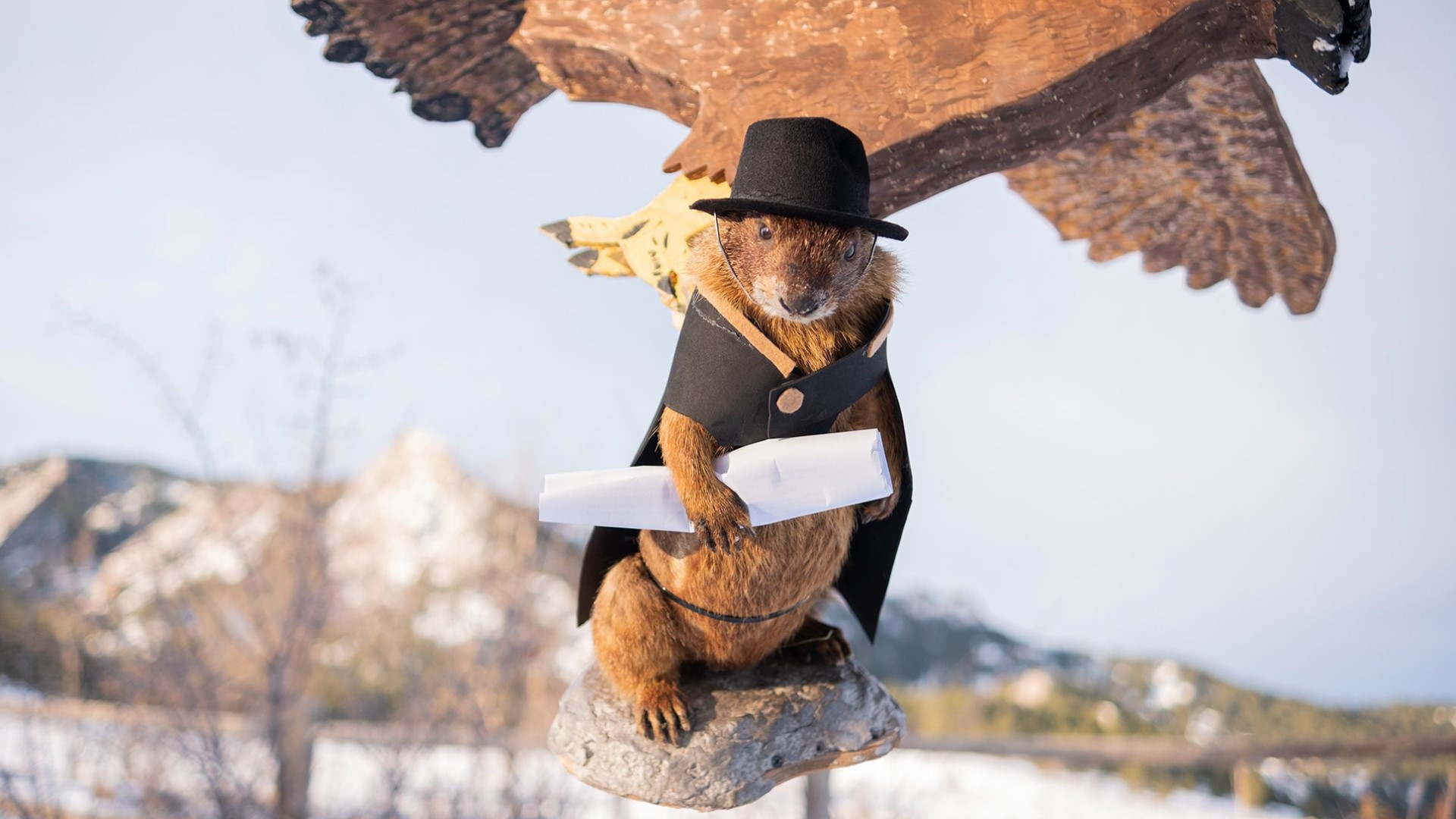Flatiron Freddy: Boulder's stuffed marmot makes 2023 prediction | 9news.com