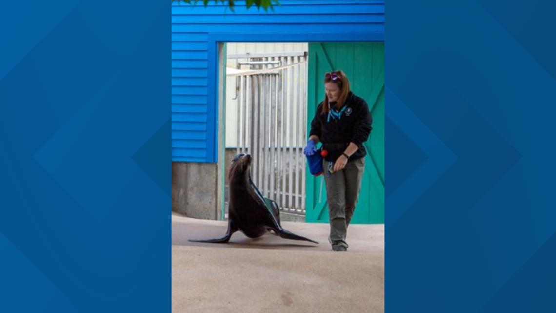 Denver Zoo sea lions return to new habitat | 9news.com