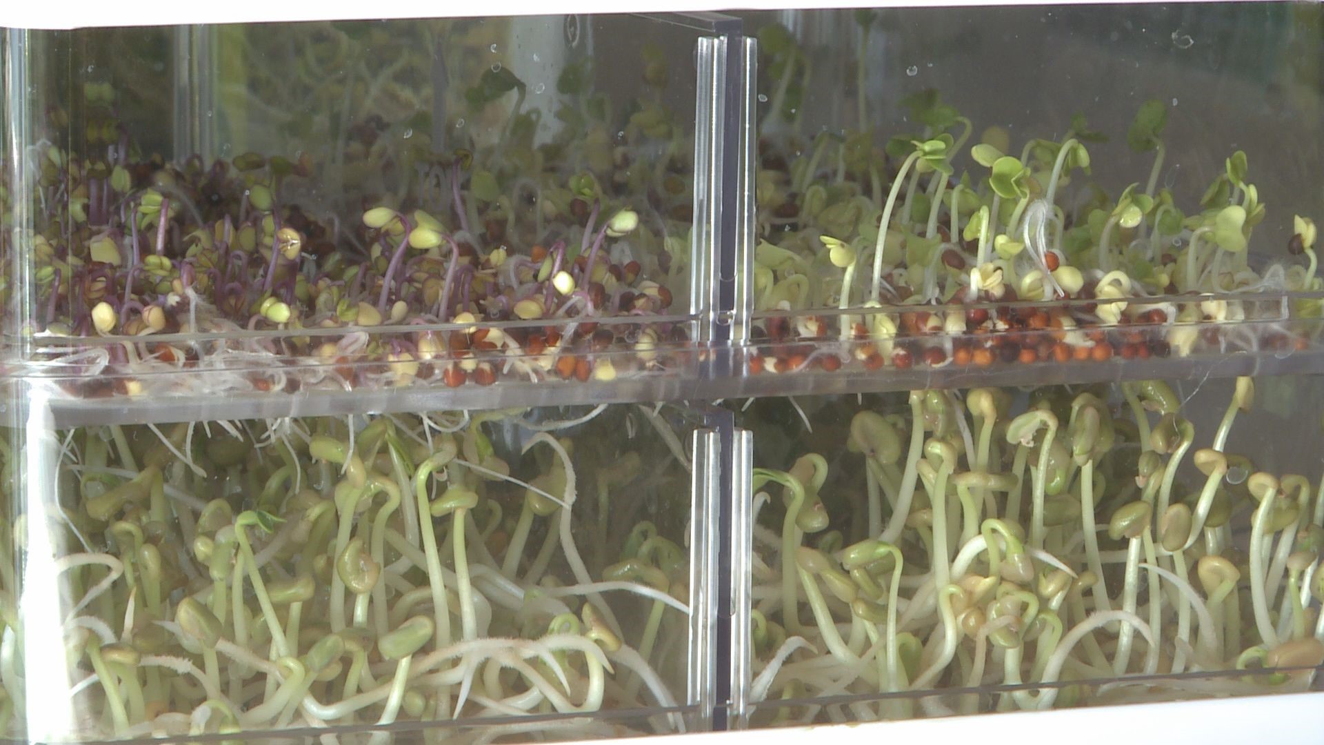 How to grow sprouts and microgreens | 9news.com
