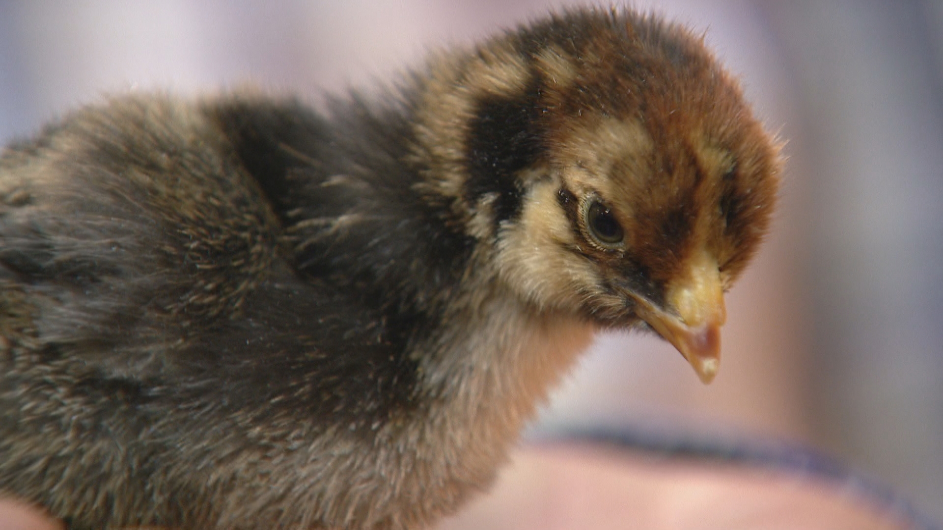 Chick sales soar at feed stores amid high egg prices | 9news.com