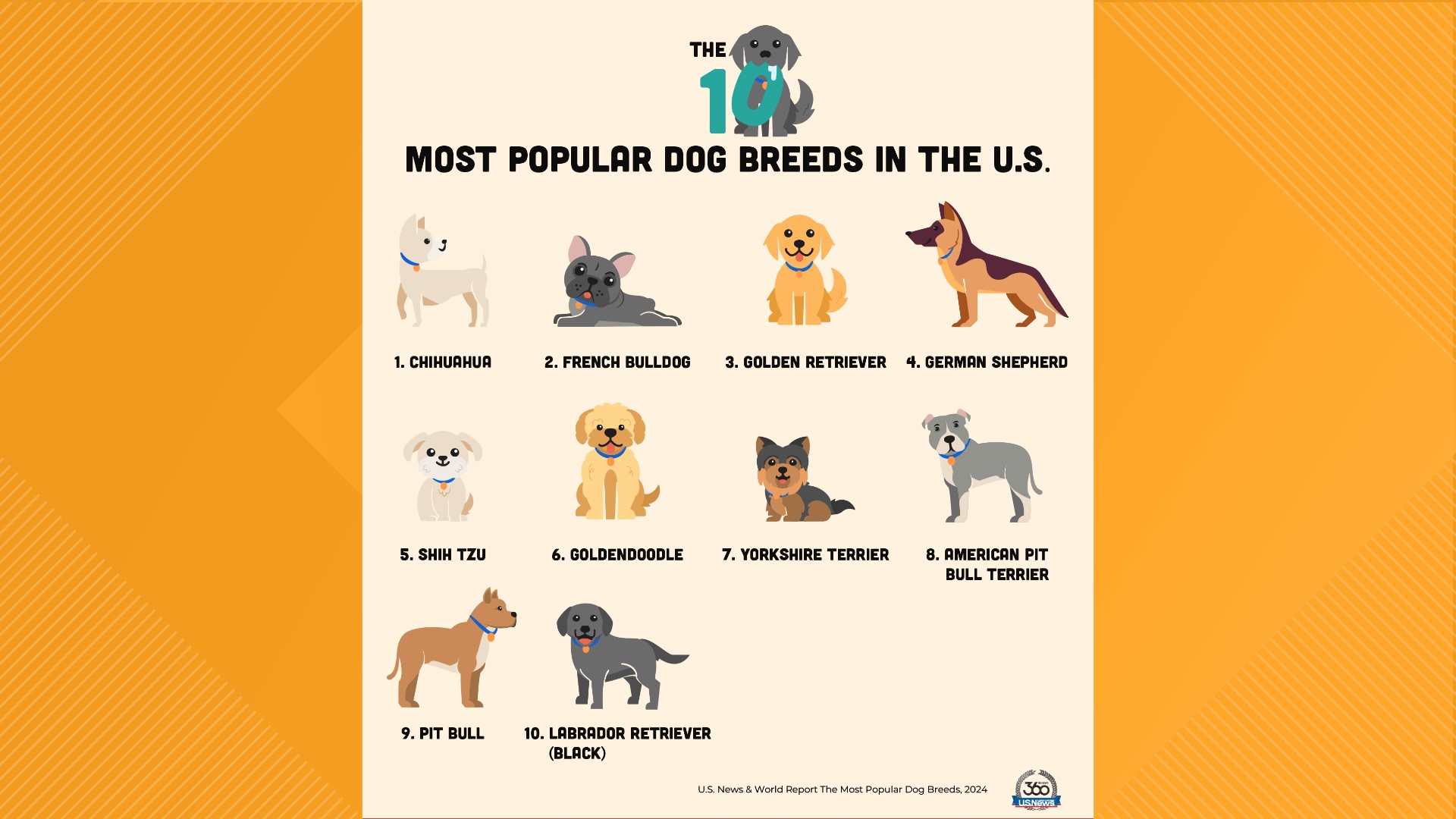 The most popular dog breeds in Colorado | 9news.com