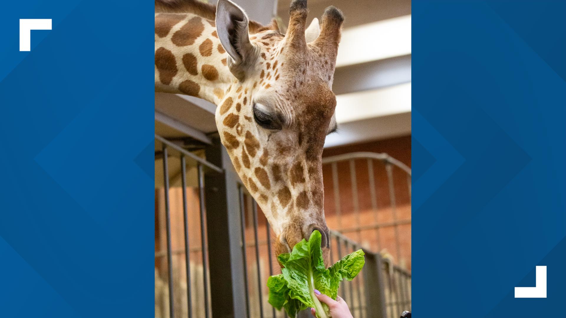 Baby giraffe born at Denver Zoo: See the cute first photos | 9news.com
