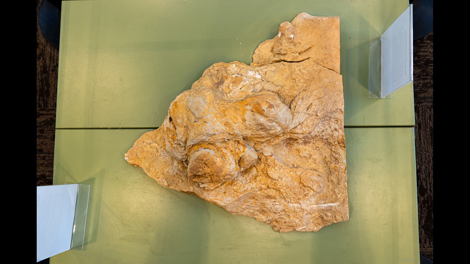 66 million-year-old dinosaur fossil on display at Colorado museum ...