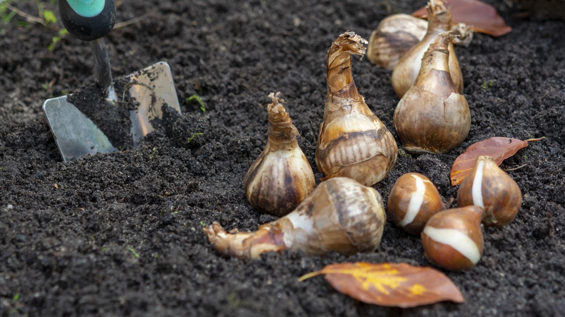 How to choose the best bulbs for your flower gardens this fall | 9news.com