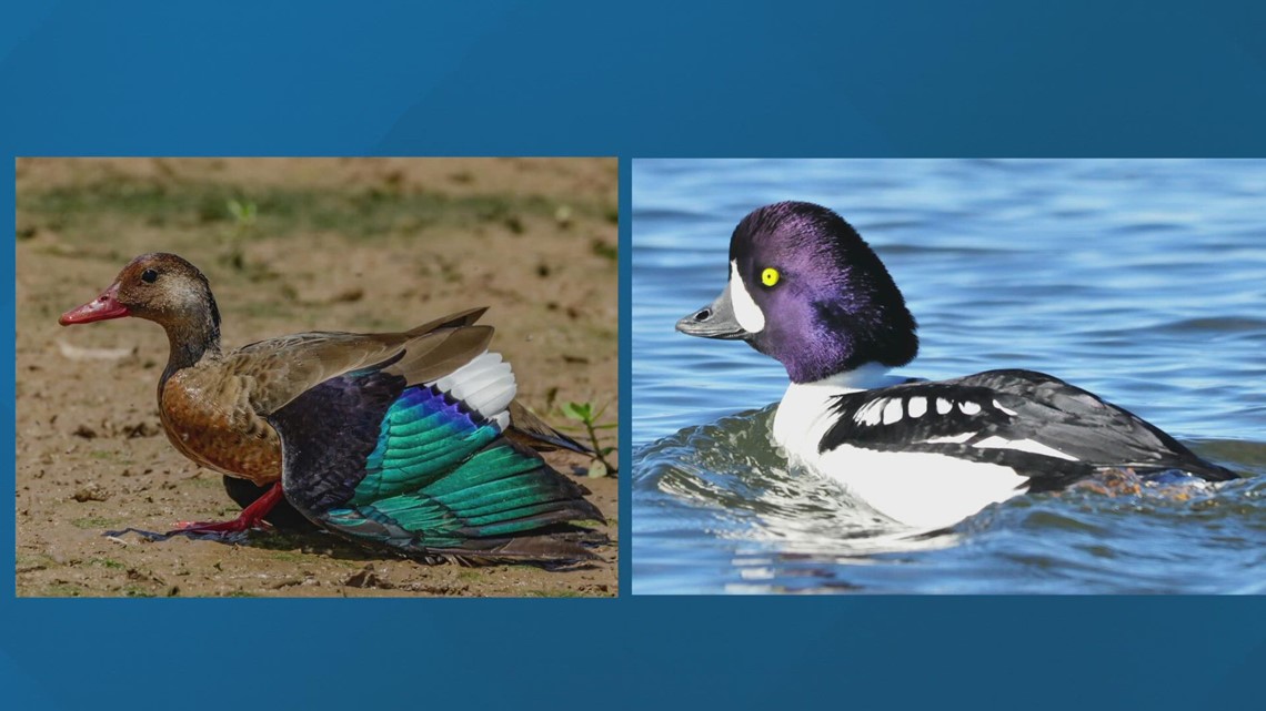 Birds test positive for avian flu at Denver Zoo | 9news.com