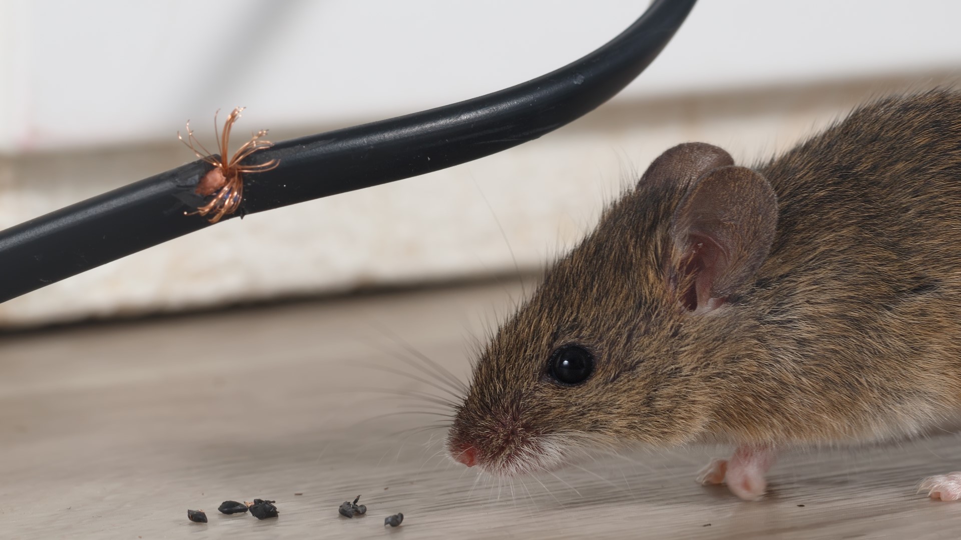 What to do if you live in Colorado and have a rat problem | 9news.com