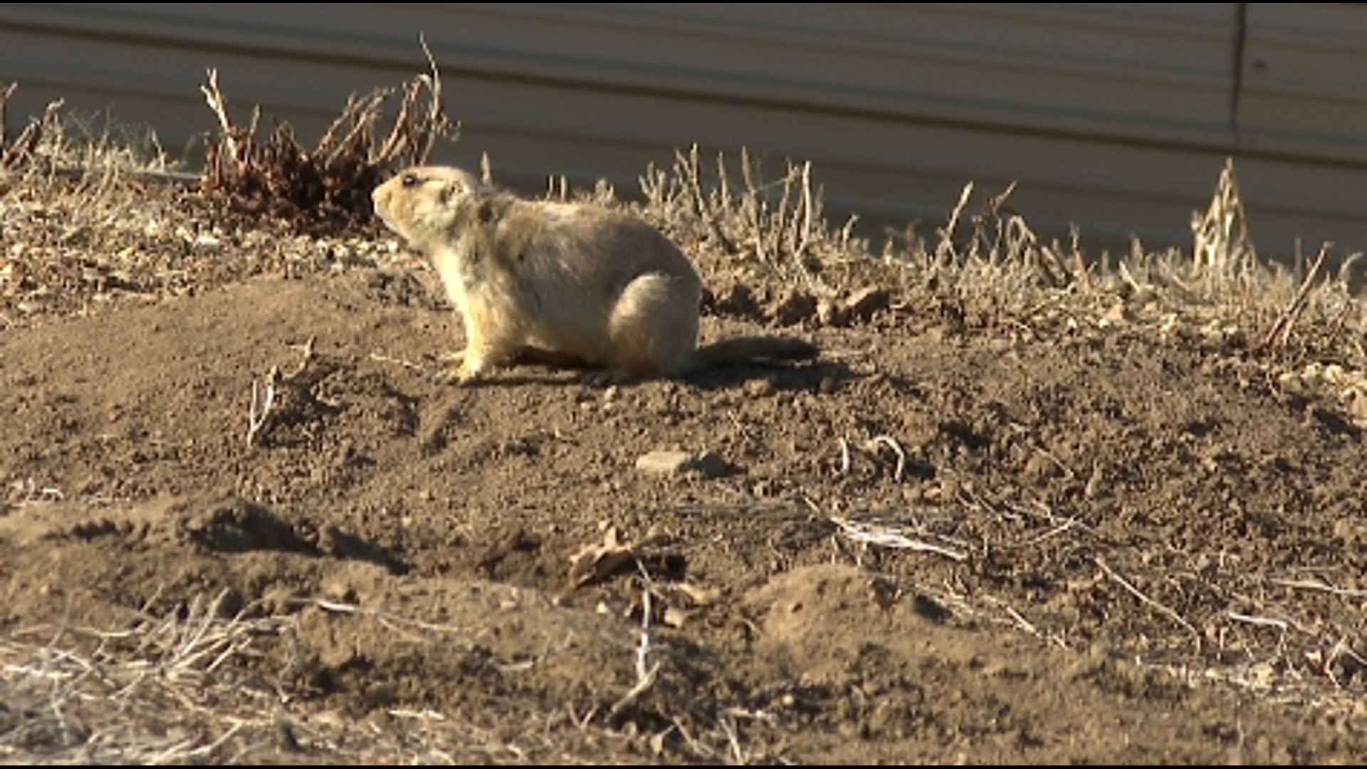 Petition fights to save prairie dog colony in Longmont | 9news.com