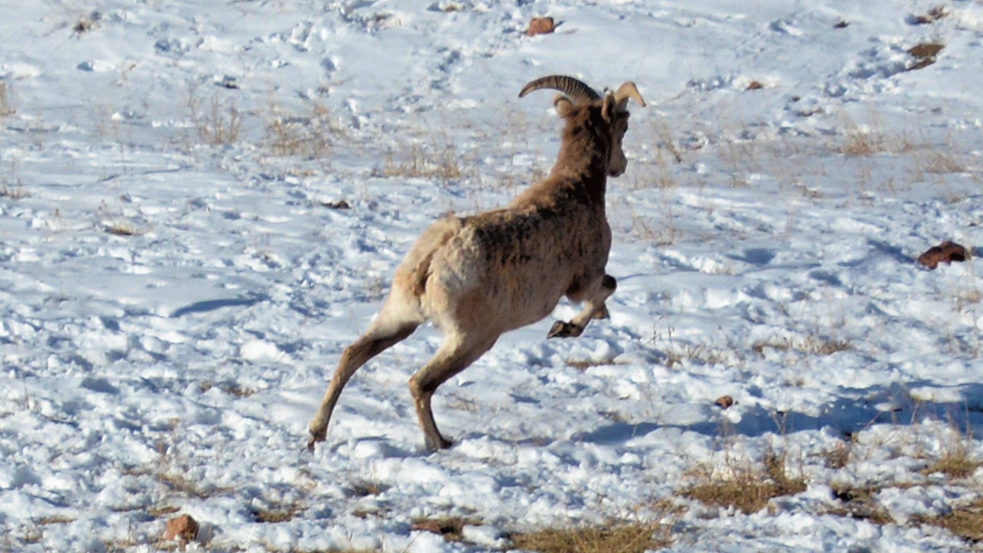 Colorado bighorn sheep go for a helicopter ride to new home | 9news.com