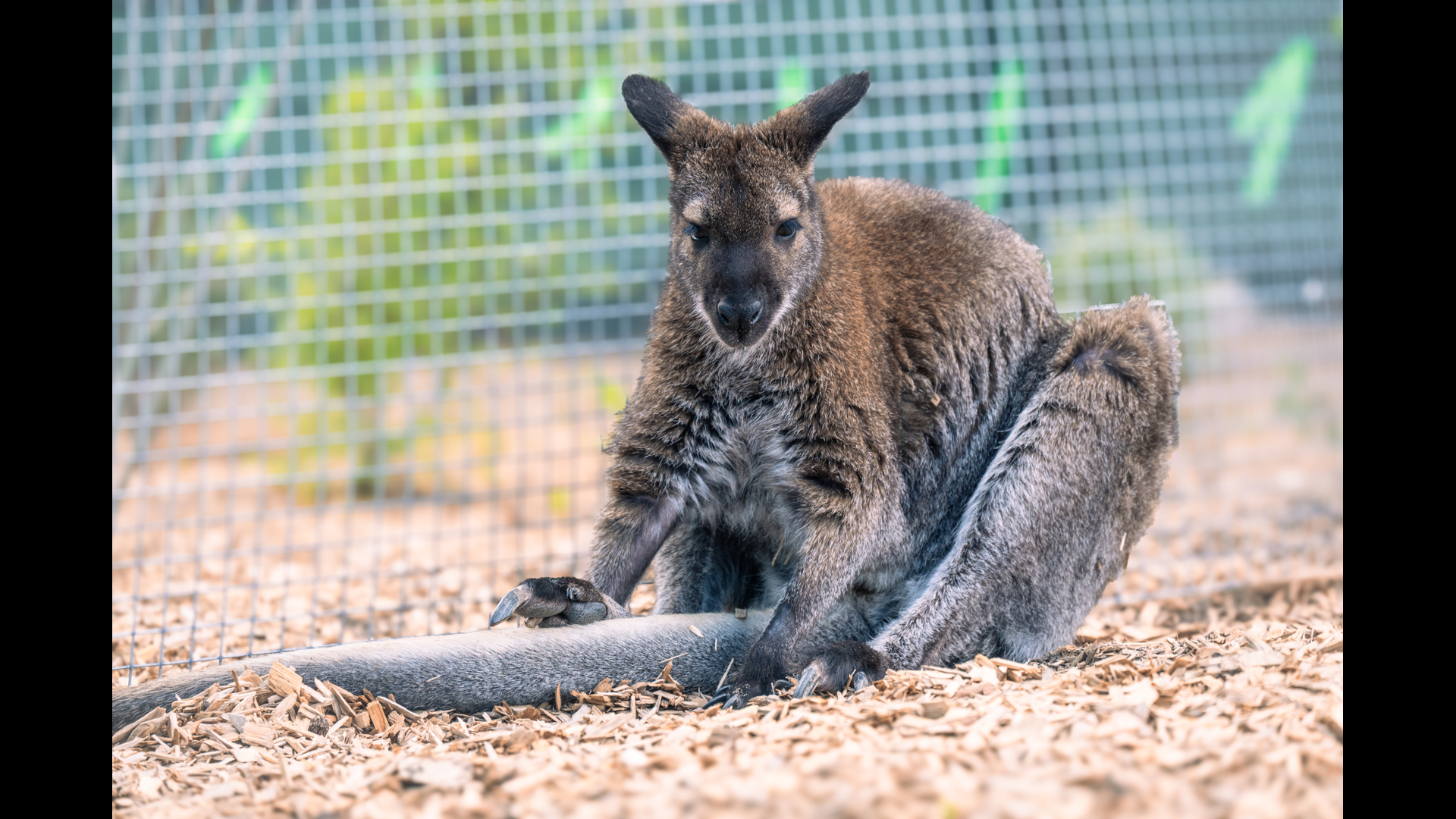 Denver Zoo opens new 'Down Under' animal habitat | 9news.com