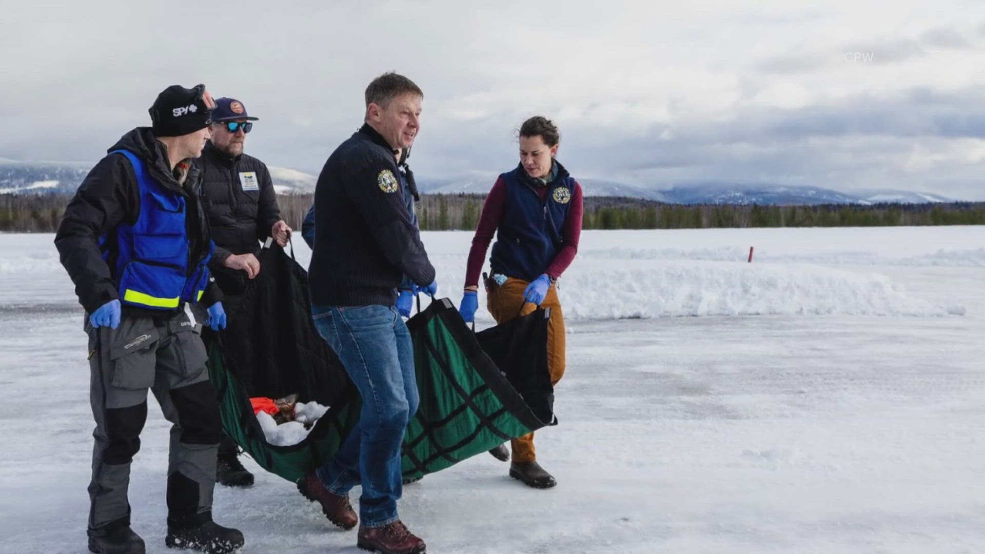 Necropsy shows cause of death for Colorado wolf 2307 | 9news.com