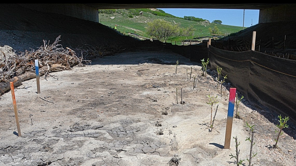 New wildlife crossing opens on I-70 in Colorado mountains | 9news.com