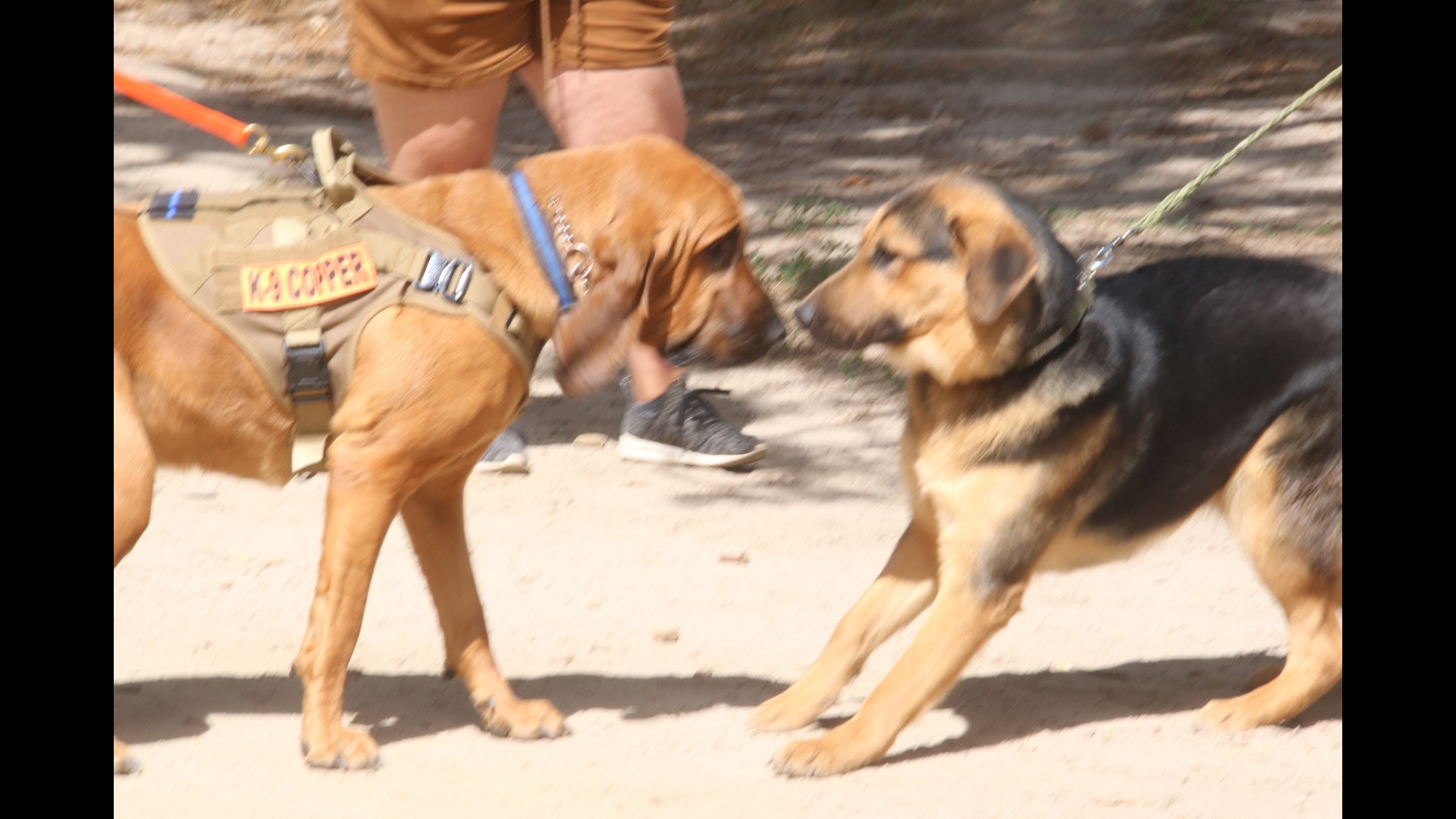 Bloodhound Man-Trackers trains dogs for law enforcement | 9news.com