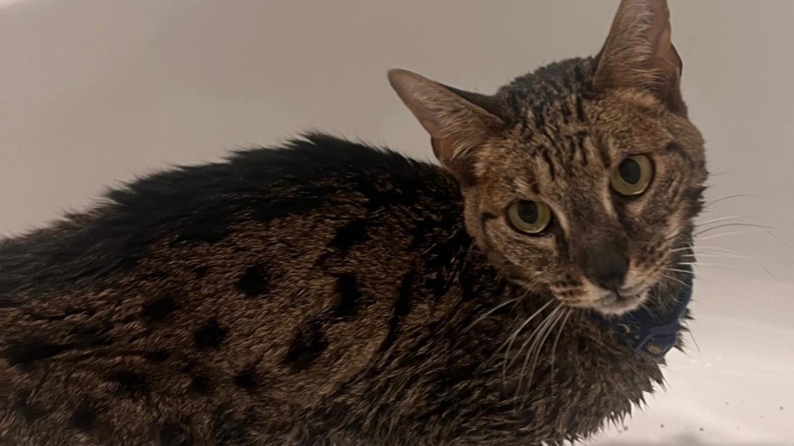 Cat reunites with owners after Colorado wildfire escape | 9news.com