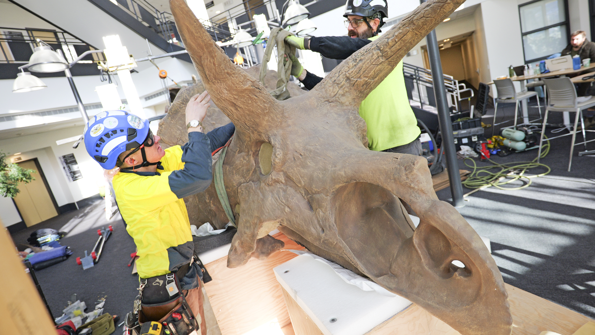 Full-scale Triceratops replica skeleton arrives at CU Boulder | 9news.com