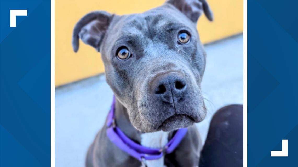 Denver Animal Shelter offering holiday adoption deal | 9news.com