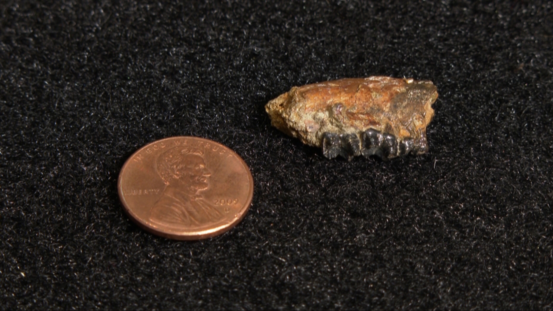 Fossil of mammal 'swamp dweller' discovered in western Colorado | 9news.com