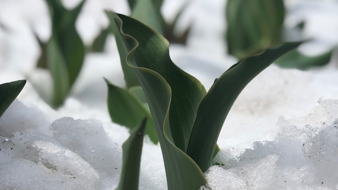 Did your plants survive Wednesday's spring storm? | 9news.com