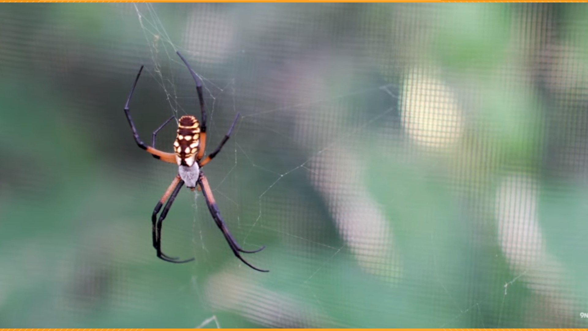 Butterfly Pavilion opens its exhibit with 50 orb-weaving spiders ...
