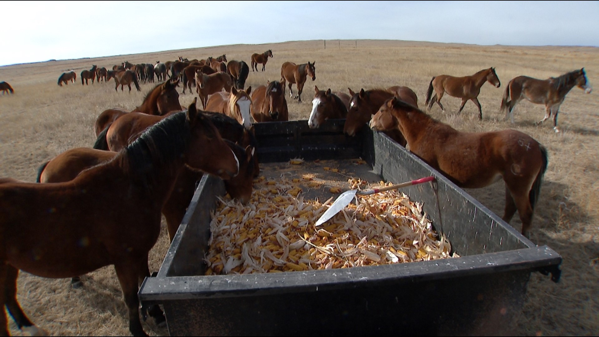 'Born to buck': Colorado rancher talks about equine rodeo stars | 9news.com