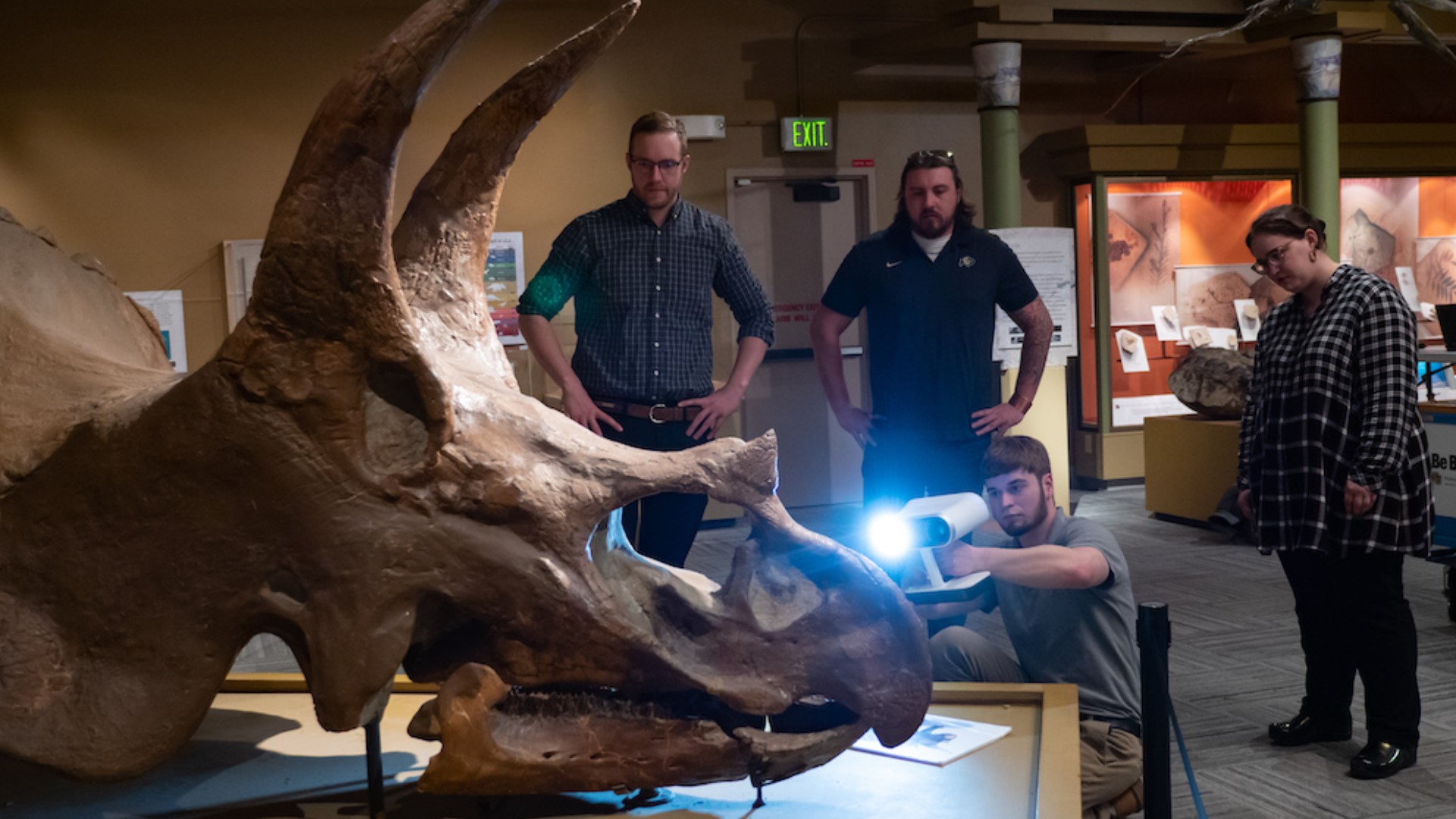 CU Boulder Triceratops skull returning home to Smithsonian | 9news.com