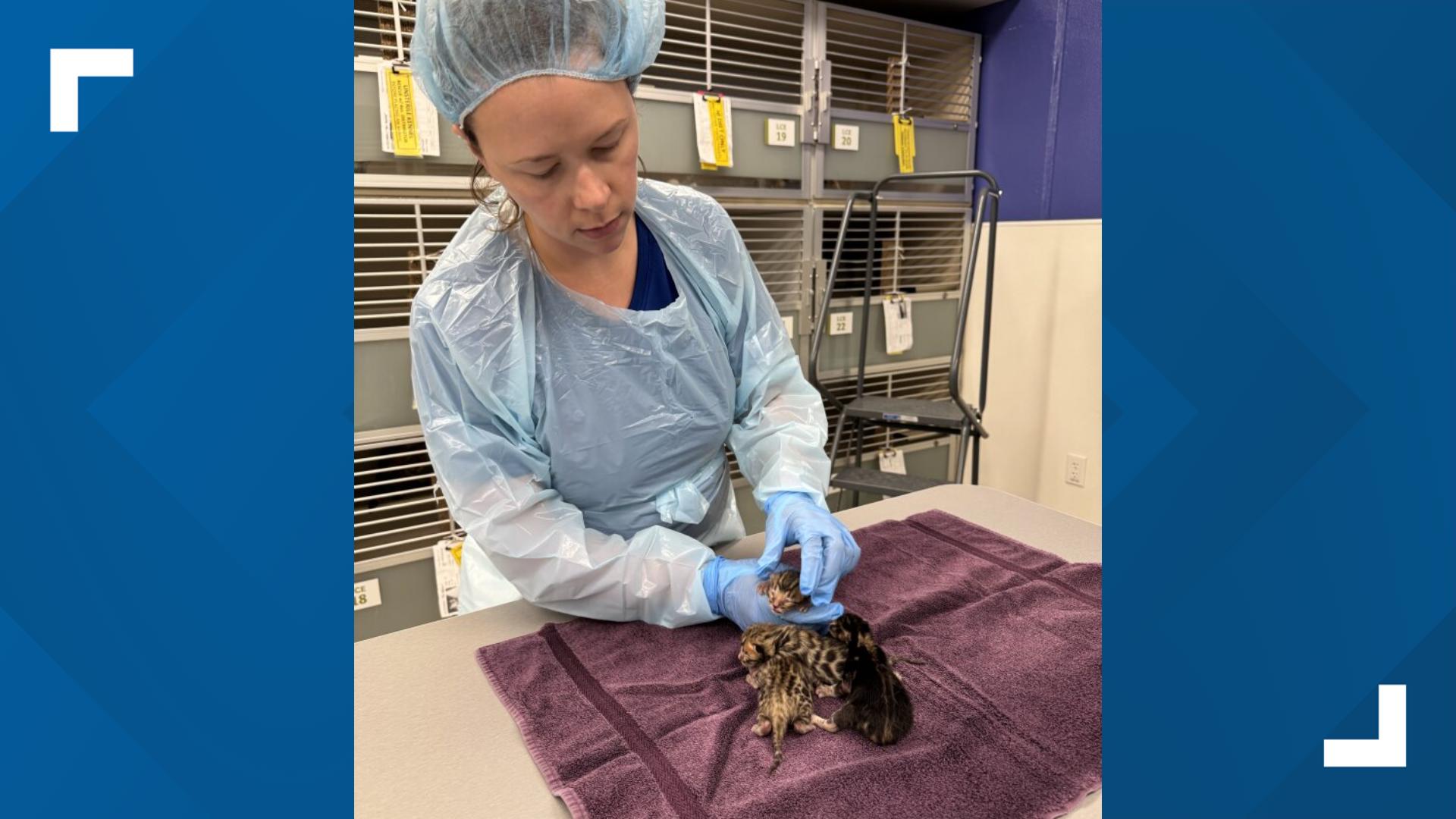 Humane Colorado seeks donations for rescued cats | 9news.com