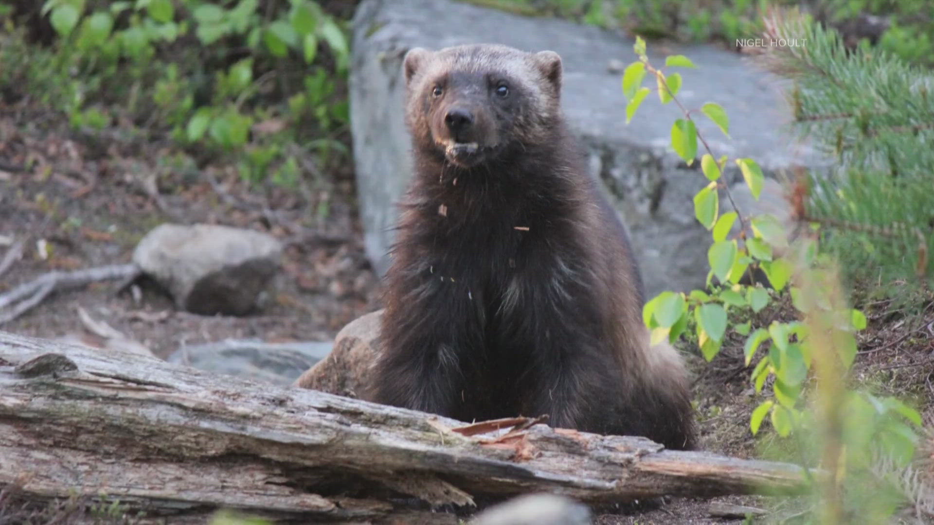 Colorado Parks and Wildlife says state's high country has best habitat ...