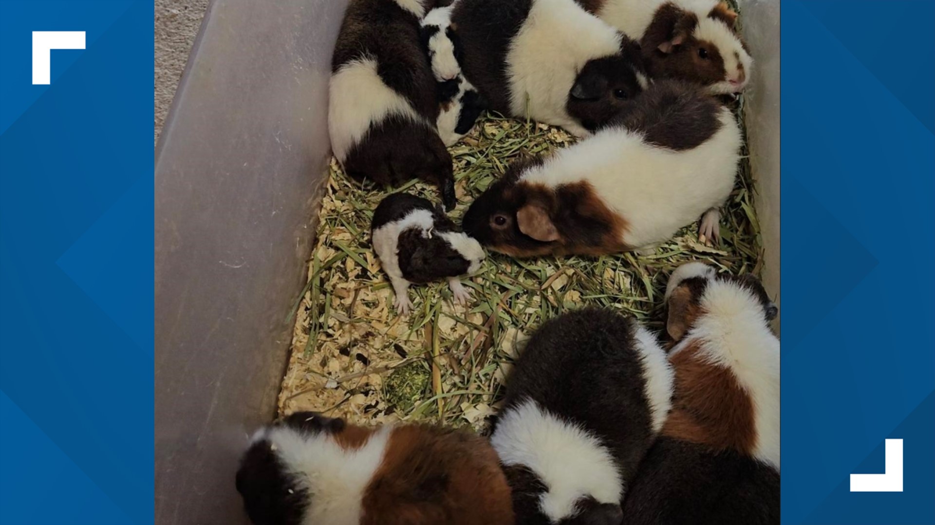 Rescue group saves 500 guinea pigs from 'deplorable' conditions | 9news.com