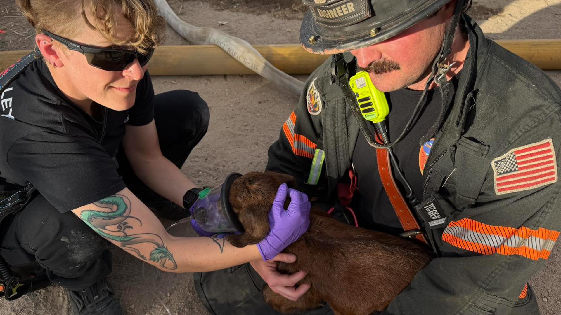 Farm animals killed in fire | 9news.com