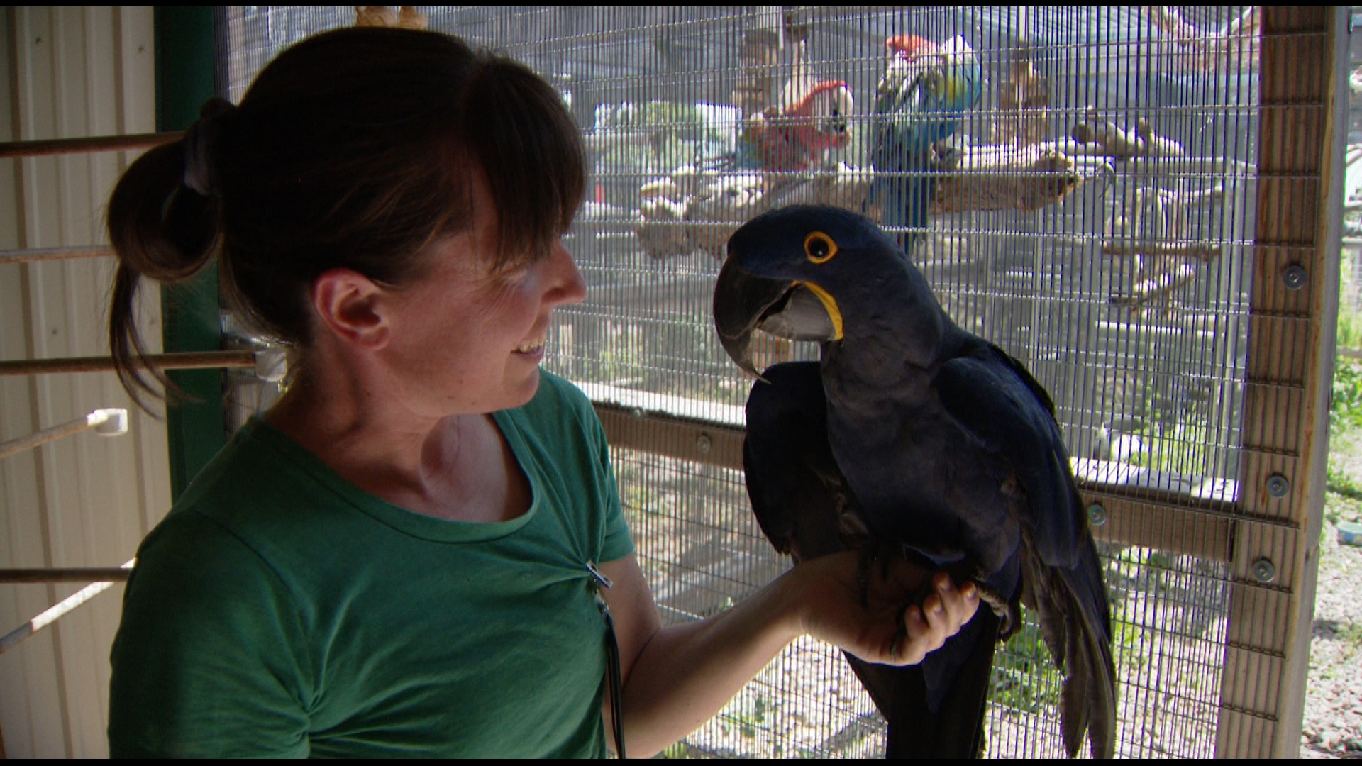 Parrot rescue facility in Colorado holds online auction to raise funds ...