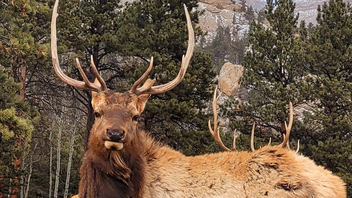 Colorado big game licenses go on sale Monday, March 1, 2021 | 9news.com