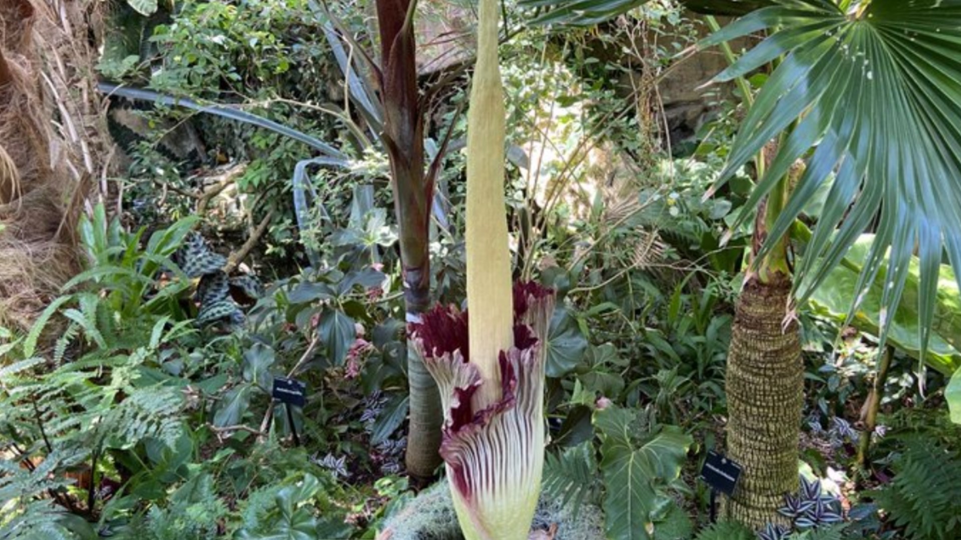 Corpse flower Little Stinker blooms at Denver Botanic Gardens | 9news.com