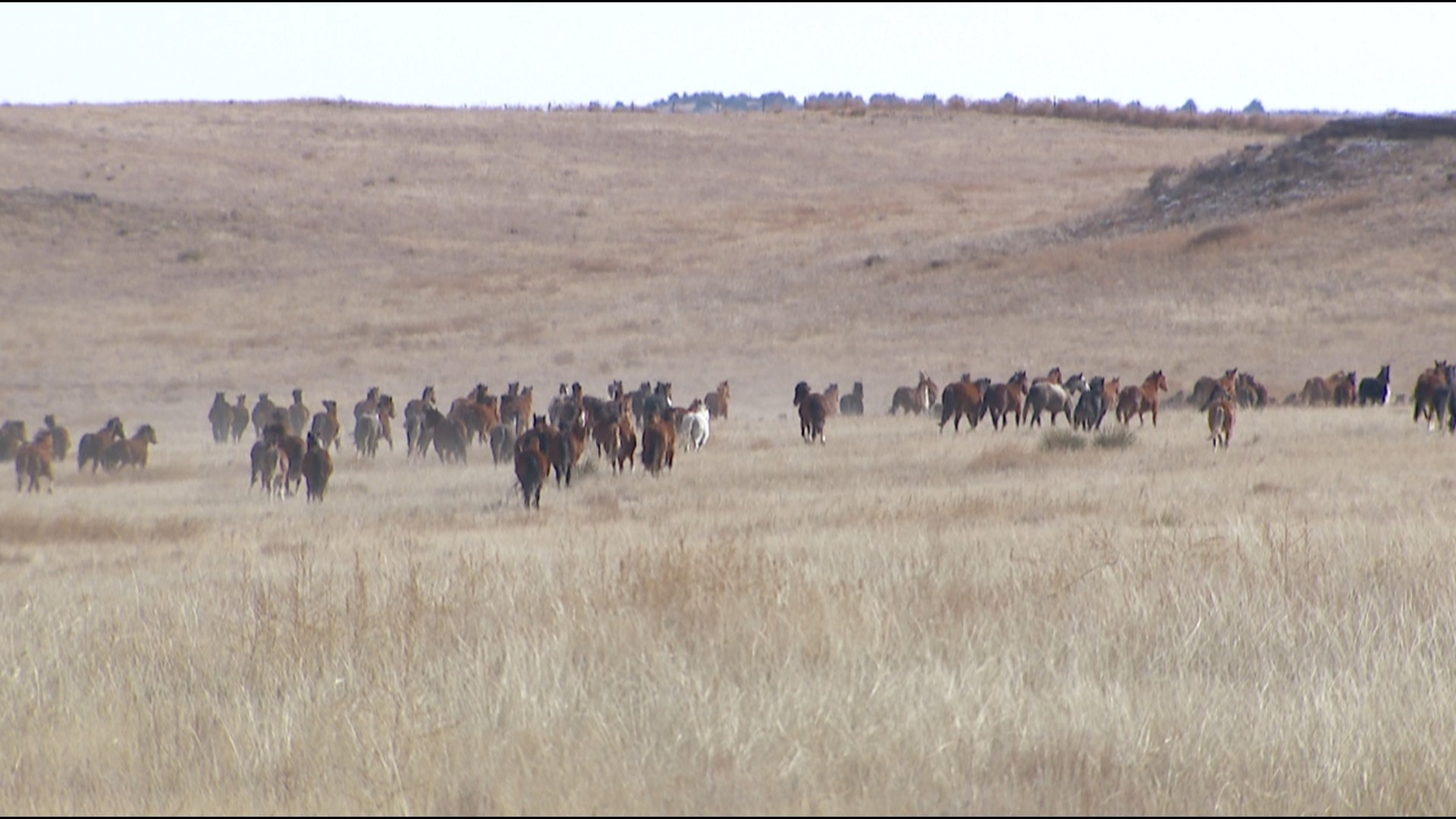 'Born to buck': Colorado rancher talks about equine rodeo stars | 9news.com