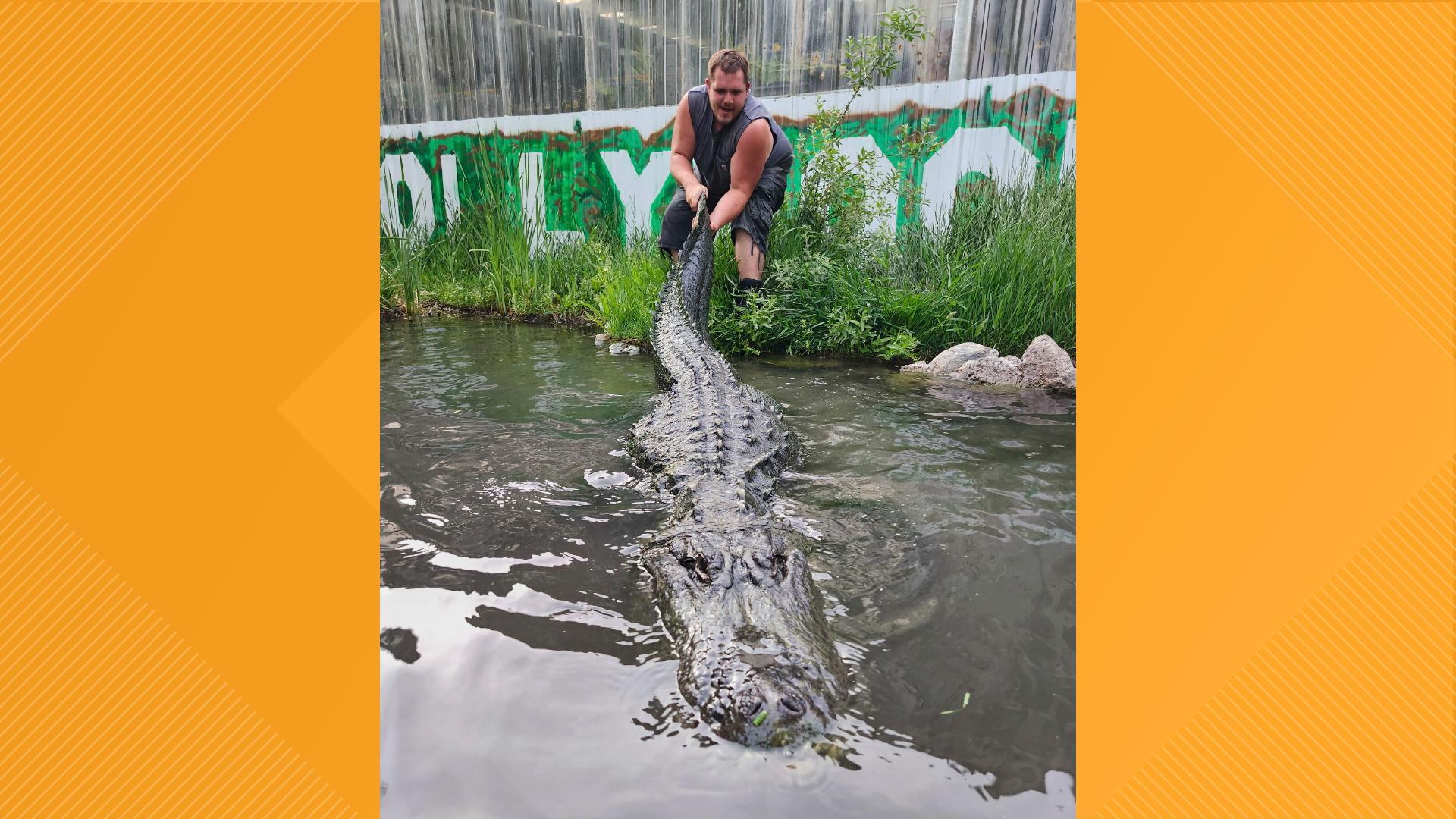 Morris the Alligator from 'Happy Gilmore' dies at 80 in Colorado ...