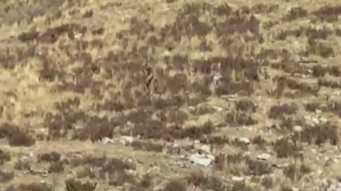 Bigfoot 'spotted' in Colorado: See the video captured in daylight ...
