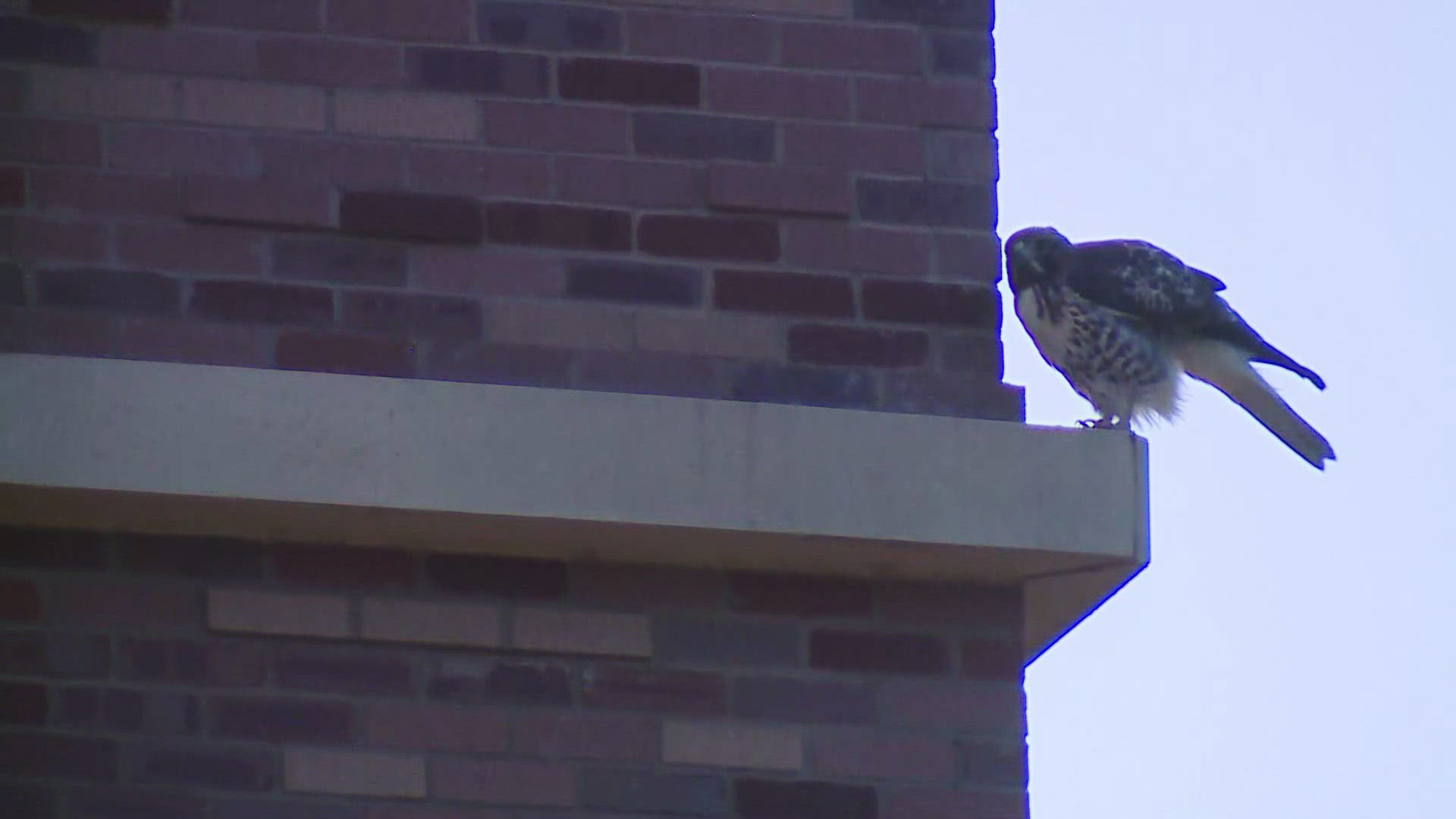 Falcon spotted on CU Boulder campus | 9news.com