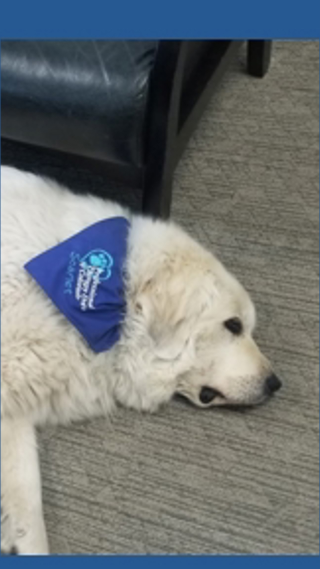 Therapy dog who's helped students after Evergreen High shooting now ...