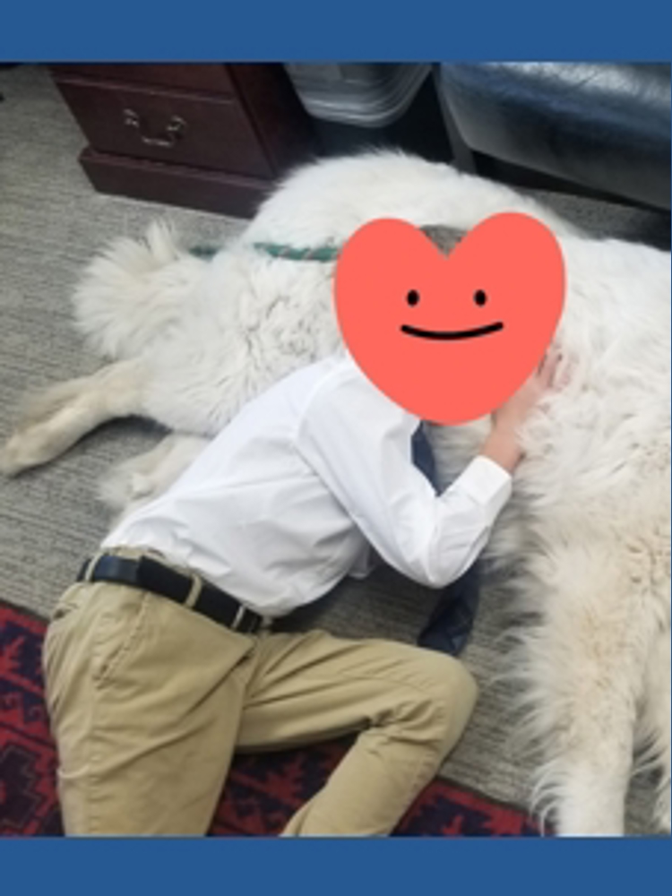 Therapy dog who's helped students after Evergreen High shooting now ...