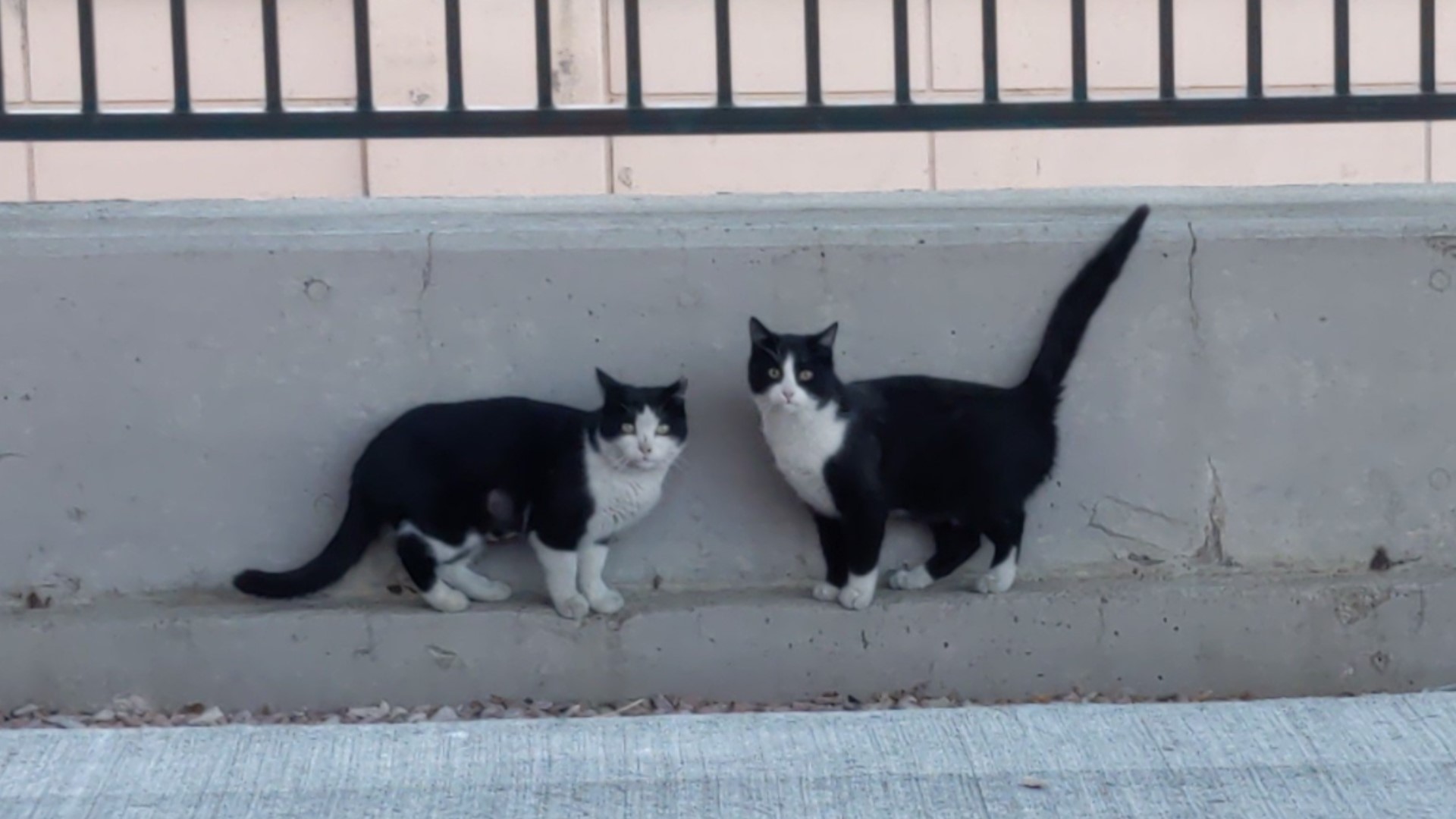 Q&A: What is TNR for feral cats and how does it work? | 9news.com