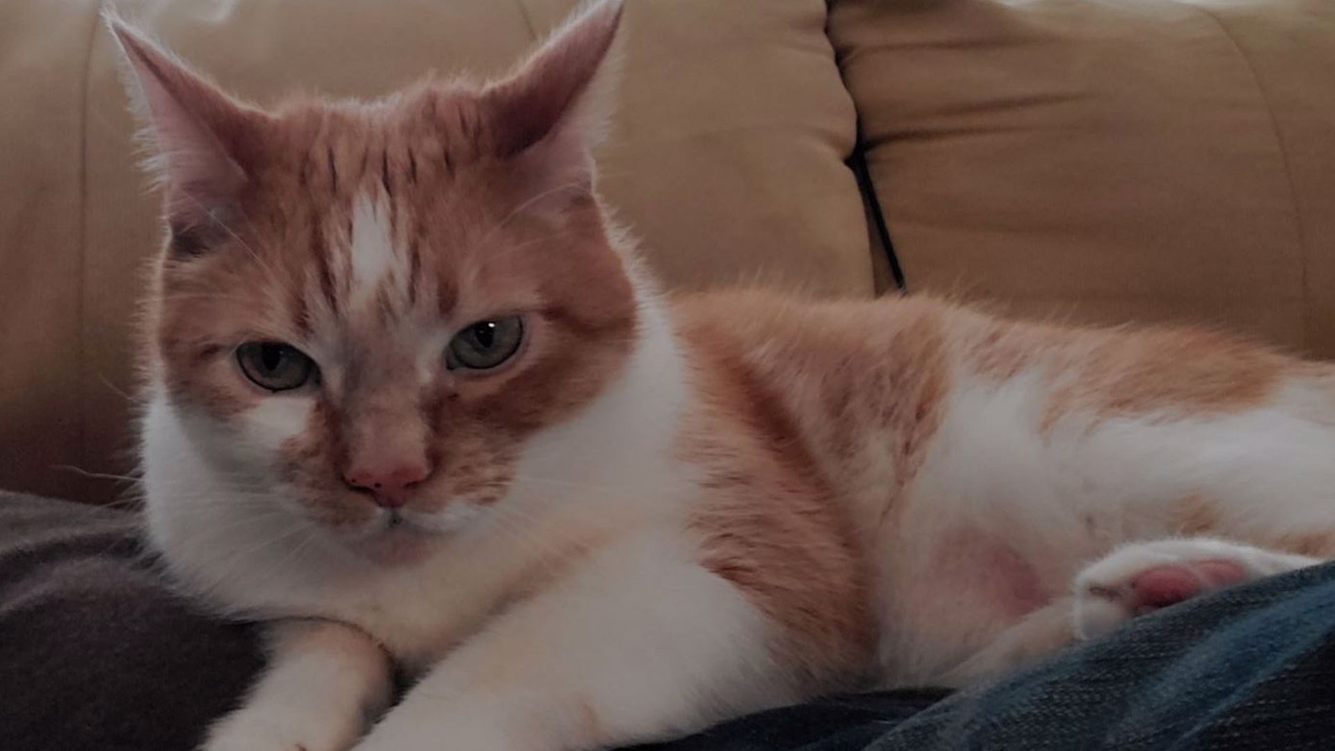 National Cat Day: Share your best feline photos with 9NEWS | 9news.com