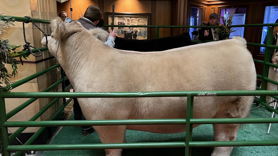 Final weekend arrives for National Western Stock Show in Denver | 9news.com