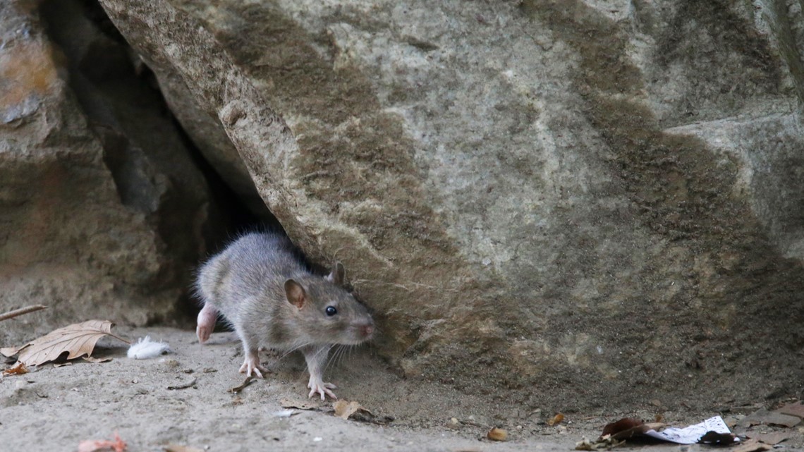 Denver claims top-10 spot in most rat-infested cities in America ...