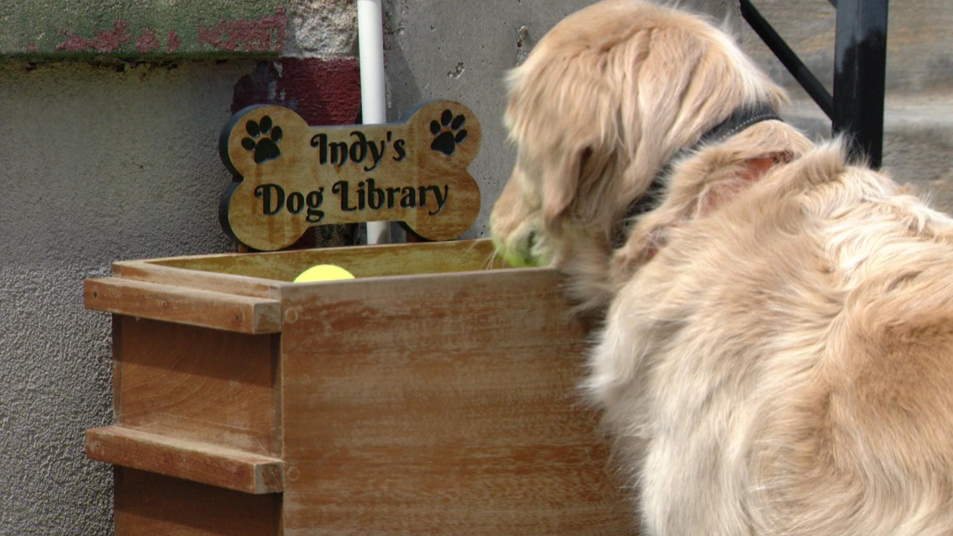 Denver 'dog library' honors beloved pet | 9news.com